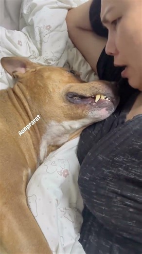 lucky dog 😁🖐️ #animallove #dogs #liona #vloganimal