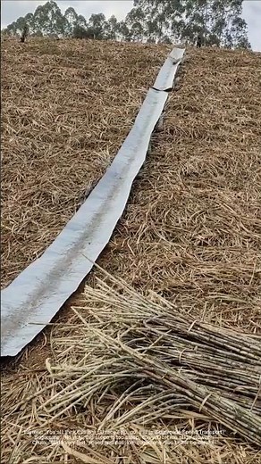 The wisdom of steep slope transportation: farmers make their own iron chutes to transport sugarcane