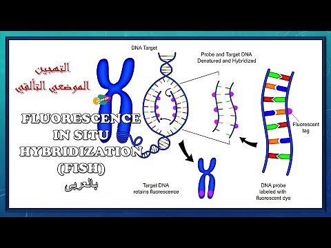 Fluorescence in situ hybridization (FISH) HD animation - بالعربى | التهجين الموضعي التألقي