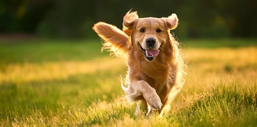The science of happier dogs: 5 tips to help your canine friends live their best life