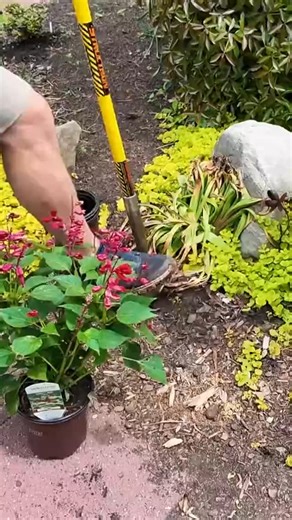 814 reactions · 22 shares | Bold color alert!  Watch @horttube share expert tips on planting Saucy™ Red Salvia, a vibrant, pollinator-friendly favorite that brings serious wow-factor to any garden  This heat-loving beauty is a must for beds, borders, and containers—plus, it’s a hummingbird magnet! ❤️ | Southern Living Plant Collection | Facebook