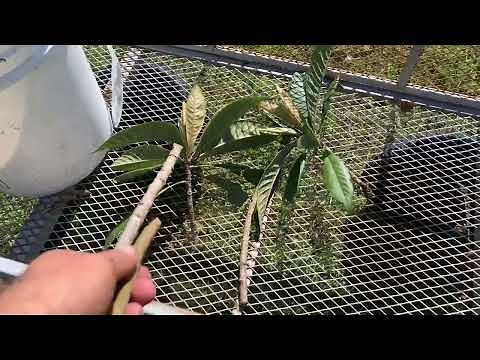 Growing loquat from cuttings, pruning loquat trees