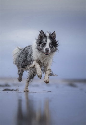 A moment for @PetPaparazzi photography, wow I think we can all agree Lena’s photos speak for themselves 😍 The most lovely and talented lady based in Cumbria/Lake District, UK! If you’re looking for some professional photography of your pet, check her out! BLUE30 will get you 30% off as well! #bordercollie #bluemerlebordercollie #dogphotography #lakedistrict #petpaparrazi