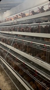 Happy Sabbath 🙏🏻 #fugakuku #kuku #wizarayakilimo #ufugaji #tanzania #ufugajiwakuku #fugakukukibiasharaachakuishinakuku #fugakukuachakuishinakuku | Fugakuku