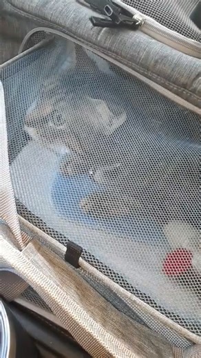 This one was tricky, guys. There were very few clues, and even the hint that this person gave me ended up not helping all that much. --- This video was originally posted on Feb 13, 2025. --- #geolocation #OSINT #findmejosemonkey | Jose Monkey