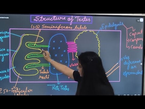Class 12th chapter - reproduction's topic : male reproductive system