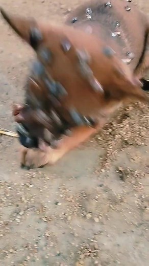 Unsettling Video Compilation of Dogs With Ticks and Botflies #Tikdogs