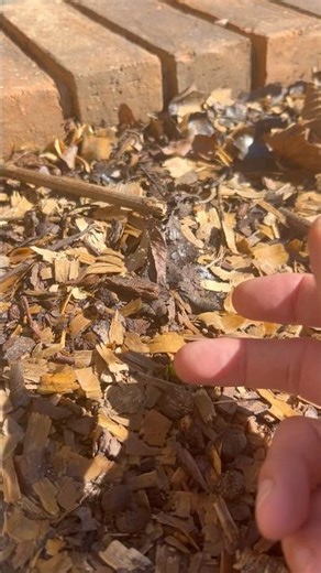 Garlic Sprouted! Let’s Grow!