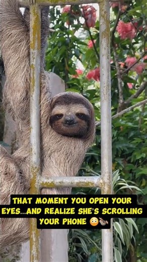 When You Realize Someone’s Watching… 👀 Hilarious Sloth🦥 #shorts