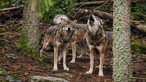 A hidden wildlife camera captured this moment in the wolf pack