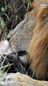 925K views · 10K reactions | Zebra Snack! #lalashemaasaimara #luxurysafari To enquire about, or book, a safari at one of Lalashe Maasai Mara's Camps you can email reservations@lalashemara.com Call or WhatsApp +254727111195 or visit the website at www.lalashemara.com Download our brochures to learn more about the camps: www.lalashemara.com/brochures | Rob The Ranger Wildlife Videos | Facebook