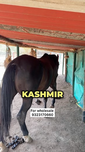 Kashmir is a beautiful place and should always be kept peaceful and safe 🥺❤️ whatever happened in Pahalgam breaks our heart 😔 | Klflifestylee