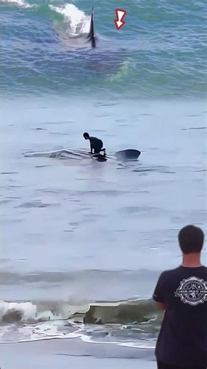 an orca whale approaches a boy!😱