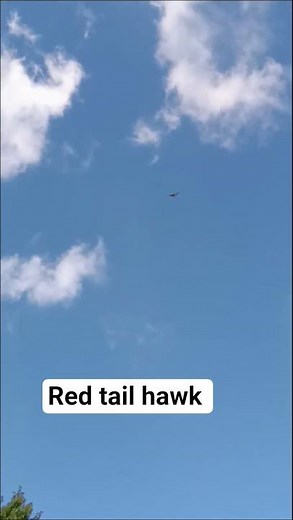red tail hawk screaming #nature