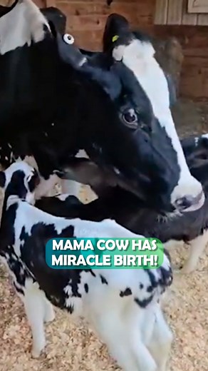 5K views · 302 reactions | Cow meets her newborn calves!  #cow #farmanimals #cuddlebuddies | Cuddle Buddies | Facebook
