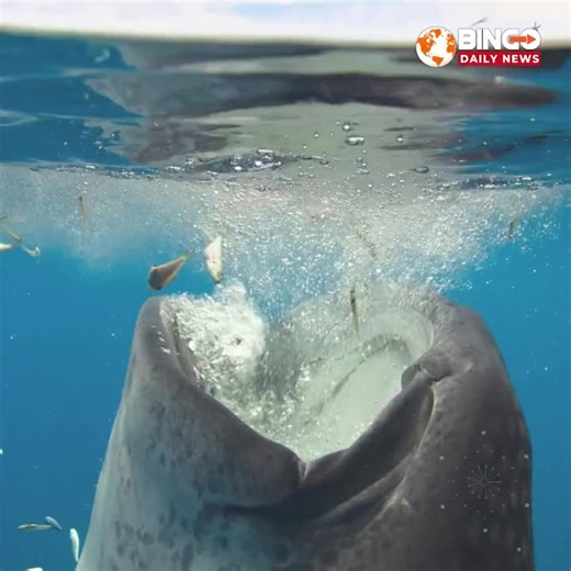 Platform 9 (@platform9.tv)’s videos with original sound - Platform 9