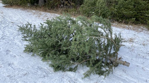 AAA tips to safely transport a Christmas tree - Local News 8