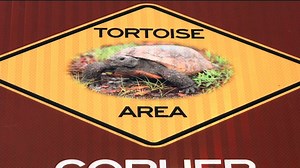 Habitat loss forces FWC to temporarily relax gopher tortoise relocation guidelines
