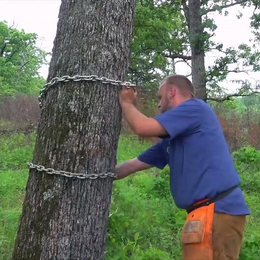 Tree Cutting Disasters... And How to Avoid Them