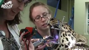 25K views · 3.7K reactions | A big roaring thank you to all our servicemen and women who give their time and skills for the benefit of others. Also, a big thank you to our volunteer vets, without whom what we do here would be impossible. | Big Cat Rescue | Facebook