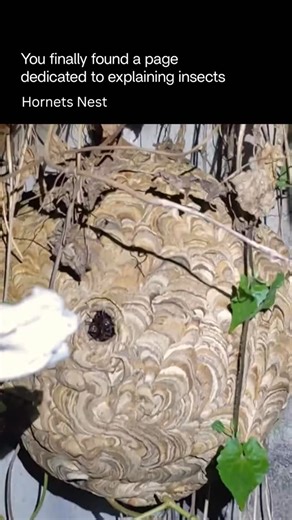 Explaining Insects 🦋 on Instagram: "Hornet nests are large, papery structures built by hornets using chewed wood fibers mixed with saliva, which hardens into a paper-like material. They are usually found: • hanging from trees or roof eaves • inside attics, sheds, or wall cavities • sometimes hidden high off the ground for protection Inside the nest: • there are layered combs with hexagonal cells • each cell is used to raise larvae • the nest is enclosed by a protective outer shell with a single