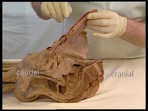 Dissection du corps humain, commentée : Muscles ventraux du tronc