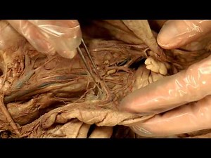 A&P 2 - Lab Practical 1 - Circulatory System 2