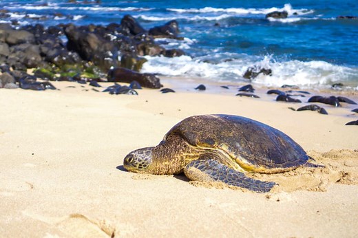 10 Places to See Turtles on Maui - The Hawaii Vacation Guide