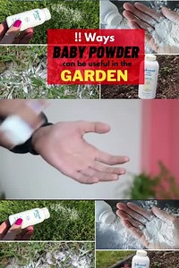 11 Effective Baby Powder Uses And Hacks In The Garden  | Gardening & Home | Facebook