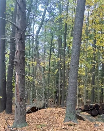 Beautiful shot of our friend the Beverly Barred Owl making his big debut back into the forest the other day! Good luck out there, and be sure to look both ways before crossing the street 💙 | Cape Ann Wildlife, Inc