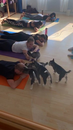 We take our classes VERY seriously at PuppyYoga in Toronto
