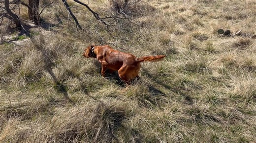 Percy on a single this morning- English Setter in training | Big Country Kennel & Outfitters