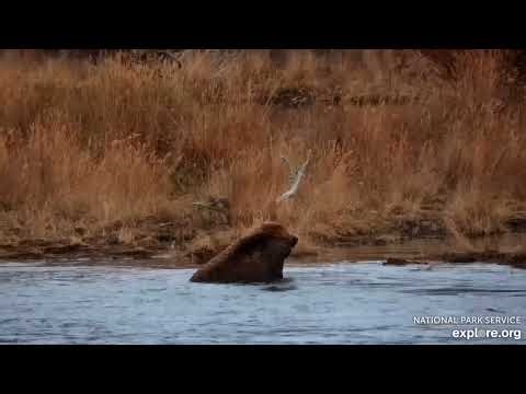 602 the Subearine Scores Fish After Fish 🐟 on the Lower River (explore.org KRV cam) 10.19.25