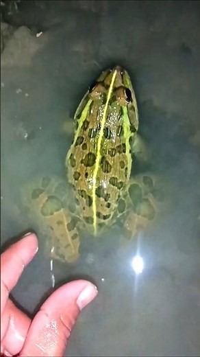 Natural Frogs & Toads Funniest Moments