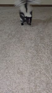 18K views · 697 reactions | Carpet Stompies are the best! #skunk #exoticpets #cuteanimals #stompies | Mr. Howie Mansmell | Facebook