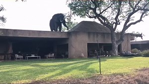 583K views · 2.5K reactions | Unbelievable sighting of an elephant taking a stroll on top of the roof of the Earth Lodge in Sabi Sabi to get a snack! | Wild Tings | Facebook