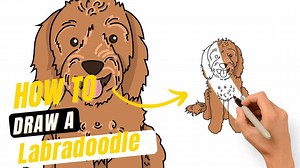How To Draw A Labradoodle [Step By Step] - OodleLife®