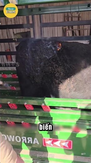 The technique of removing cow hair using fire is extremely effective!