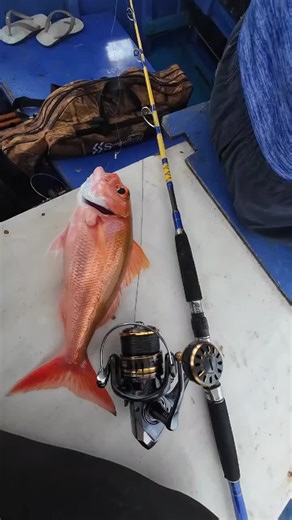Affordable Jigging Rod in Action: Old Captain vs Ruby Snapper