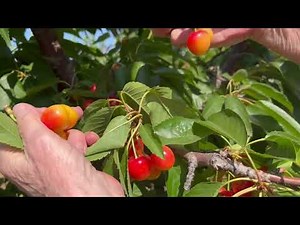 The Right Way to Pick a Cherry