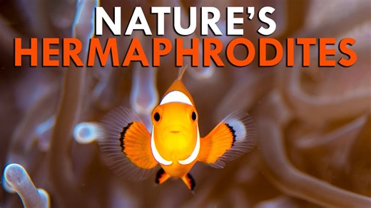 Sequential Hermaphroditism – Why Some Male Animals Become Egg Layers