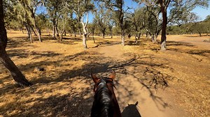 "WHY I TEACH HORSES TO TRAIL RIDE ALONE FIRST"- and other tips to prevent problems later on. I'm a big fan of teaching horses to be trail ridden alone first, before they are trail ridden with other horses. Some people trail ride with another horse first to "give them a good experience" but I personally feel if your horse can't trail ride alone, he's not ready to be trail ridden. This all starts with my basics in the arena, and those basics include being able to walk, trot, and canter, on a compl