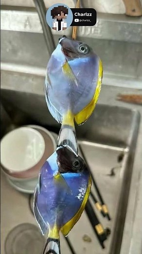 ¿Ustedes comen PECES TROPICALES? 🐠 #minecraft #nemo #mods #chernobyl