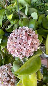 Meet my Hoya "Compacta" in bloom! 🌸 Has a 'Chocolatey' scent 🌸 #hoya #plant #plantsmakepeoplehappy #gardening #homegarden | Celeste Baldres Callada
