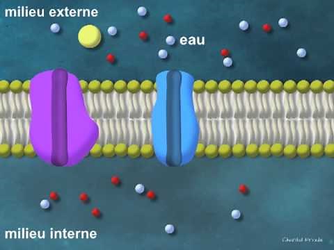 Diffusion facilitée par canal