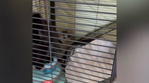 ✨ Looking to add a little chaos, cuddles, and toe beans to your life? We’ve got kittens galore ready to spice things up and maybe steal your heart (and your snacks). 💕🐾Whether you’re looking for a solo sidekick or a dynamic duo, now’s the purr-fect time to come meet your match! 🏡 Adoption Center Hours:Tuesday–Sunday: 12–4:30Thursday: 12–6:30 Please note: Starting July 29th, we’ll be CLOSED to the public on Tuesdays. View all available animals on our website: spcaonline.com | SPCA of Tompkins 