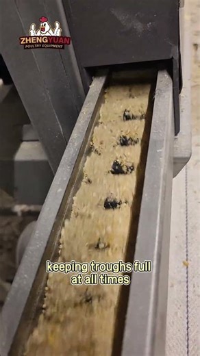 Automated Feeding System for Large-Scale Chicken Farms｜ Breeding Upgrade Solution