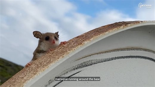 Renewable energy and wildlife, side by side. The discovery of a pygmy possum in a turbine at Cathedral Rock Wind Farm led to new nesting spaces for native species, proving that clean energy can grow in harmony with nature. | ACCIONA