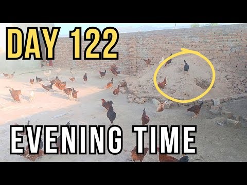 Day 122 With Chicks | Evening Routine | Daily Chick Life
