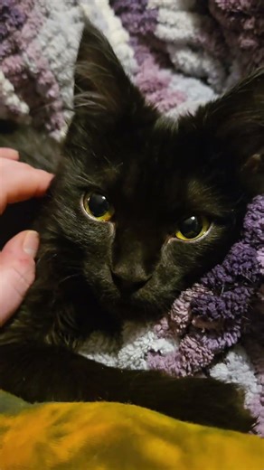 Kitten Purring ASMR!